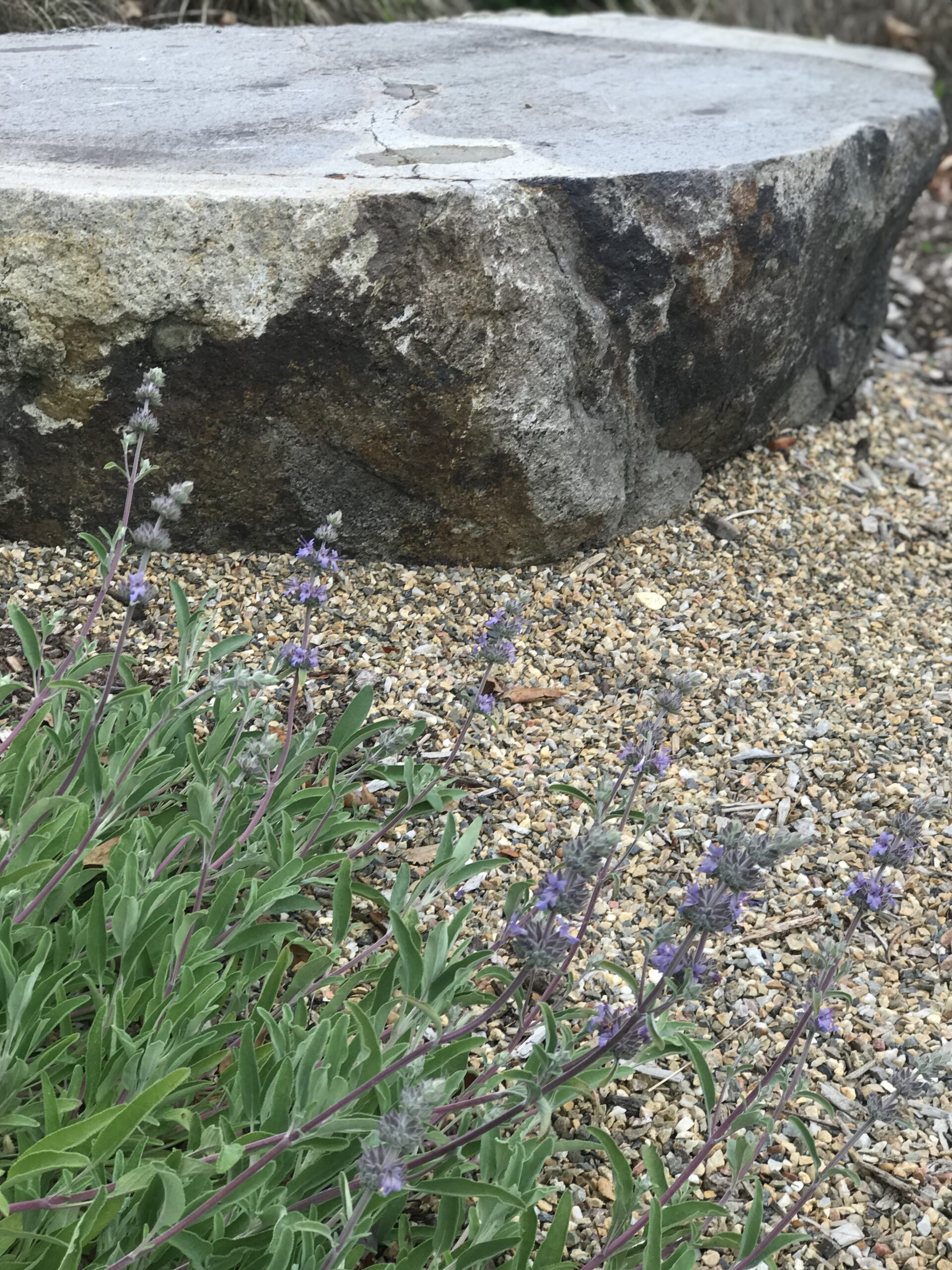 Landscape Design – Habitat Corridor Project